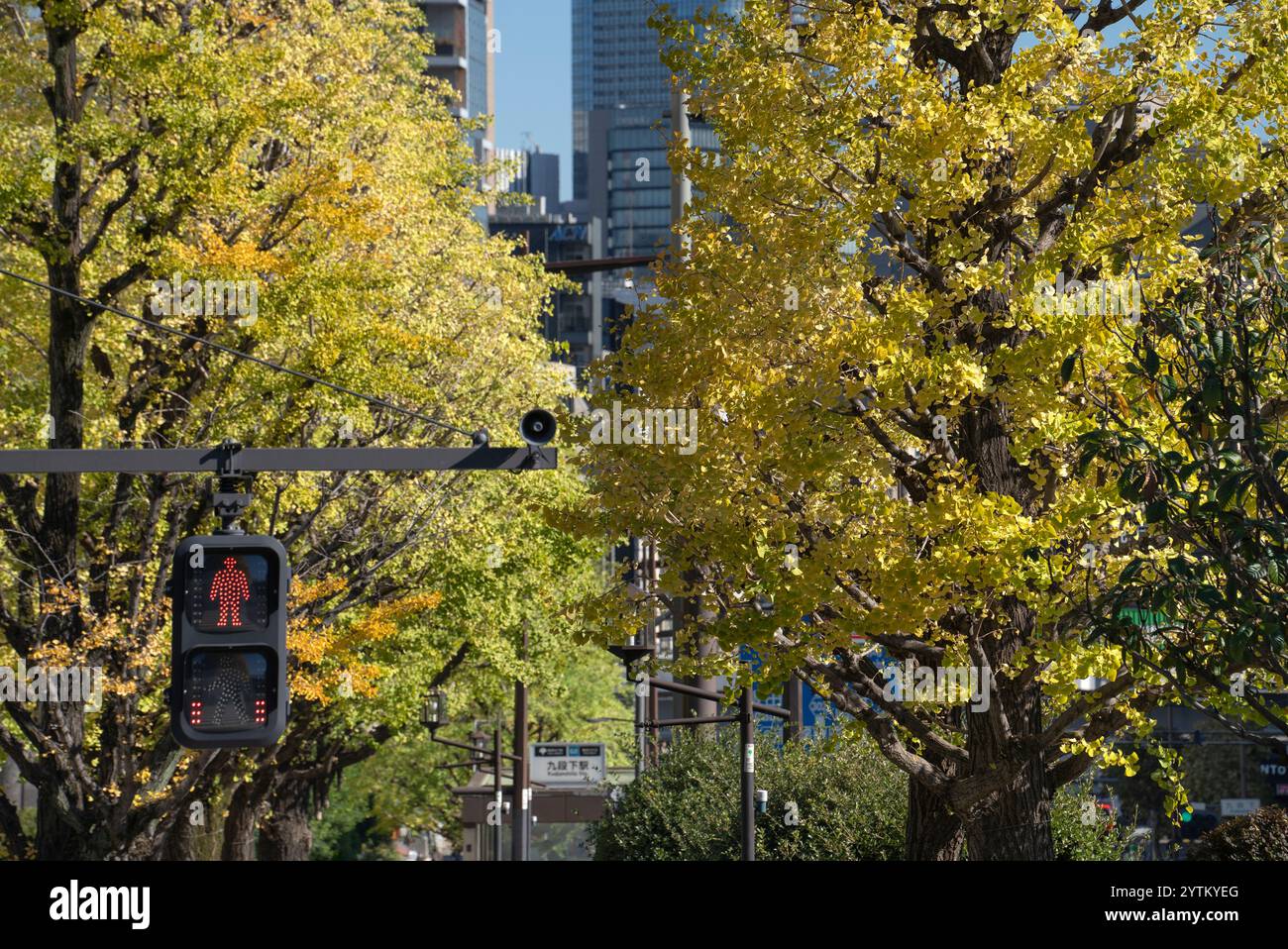 Yellow ginkgo trees on streets of Tokyo city, in day time, Japan ...