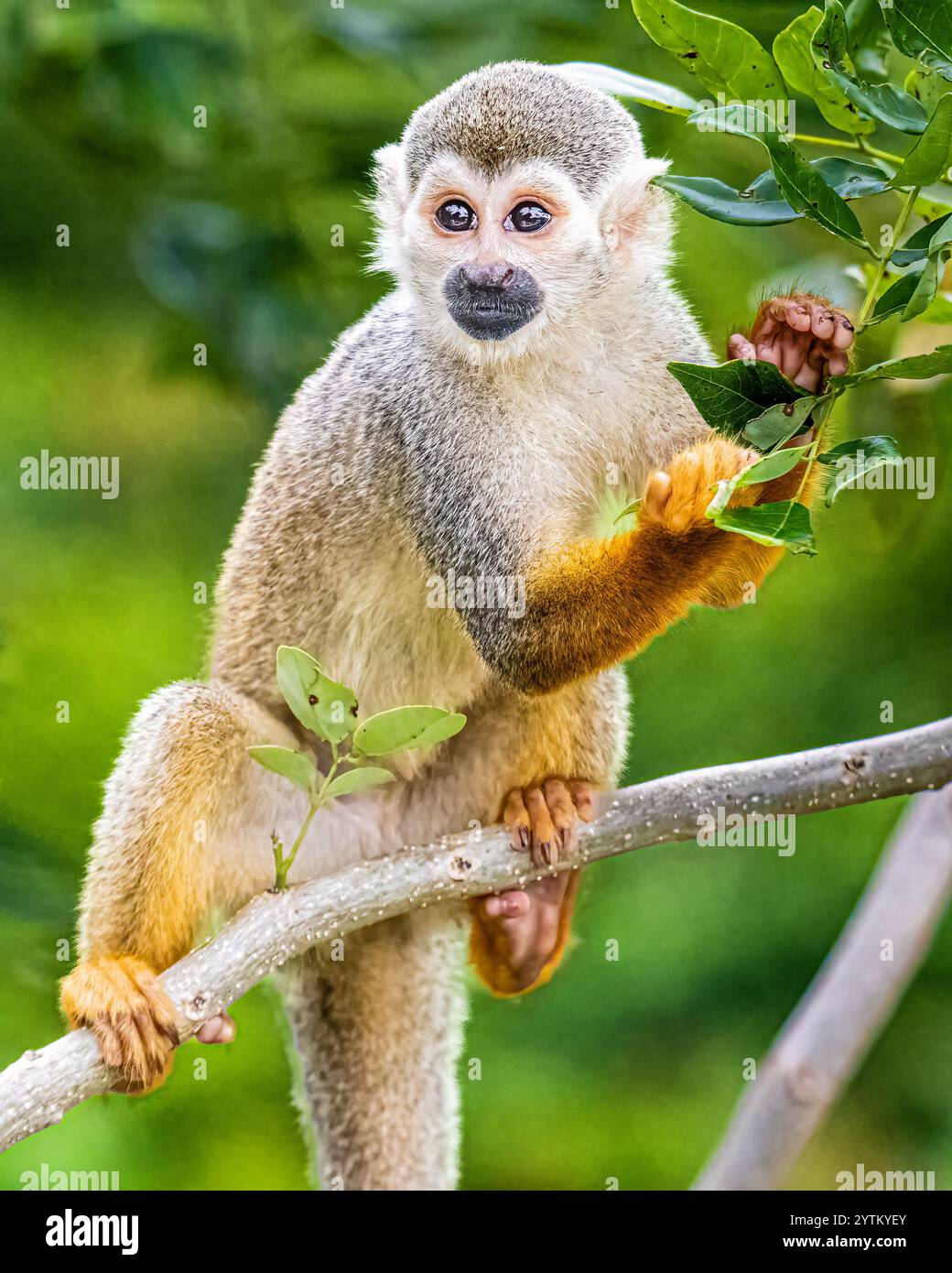Squirrel monkey dominican republic hi-res stock photography and images ...
