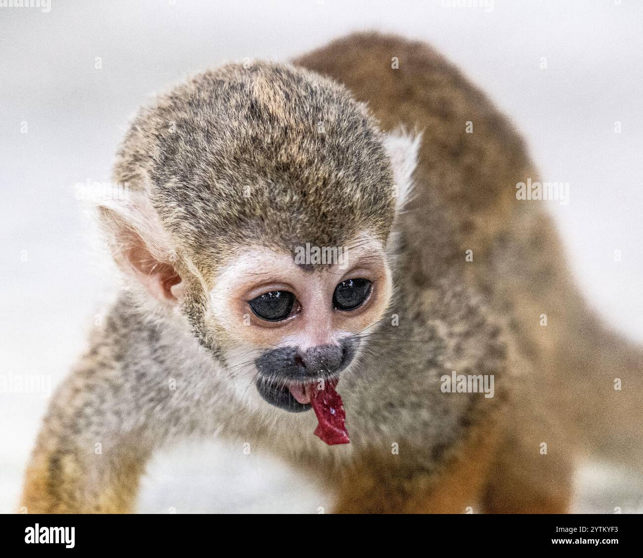 Saimiri dominican republic hi-res stock photography and images - Alamy