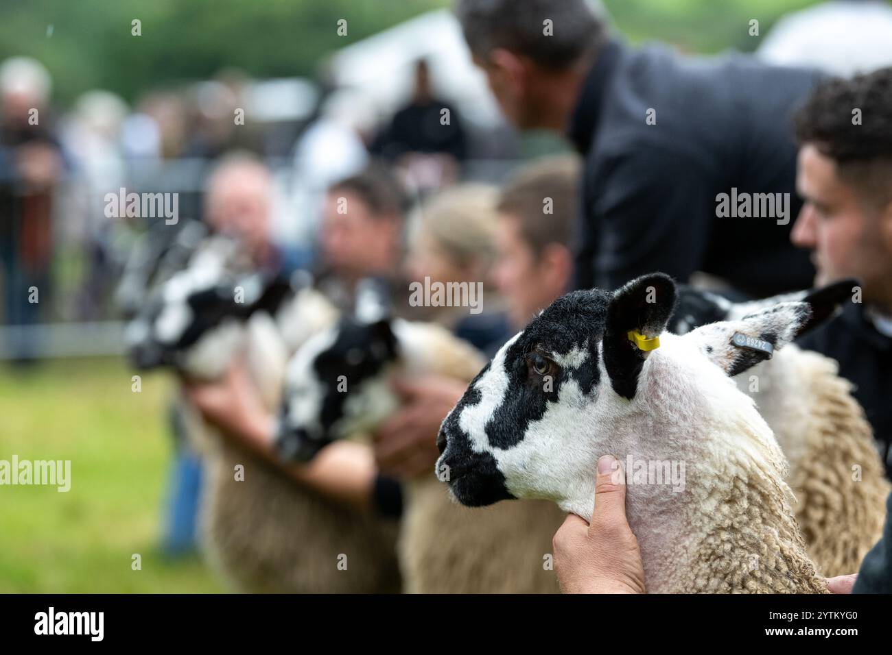Sheep being shown at the 2024 Kilnsey Show under the shadow of Kilnsey ...