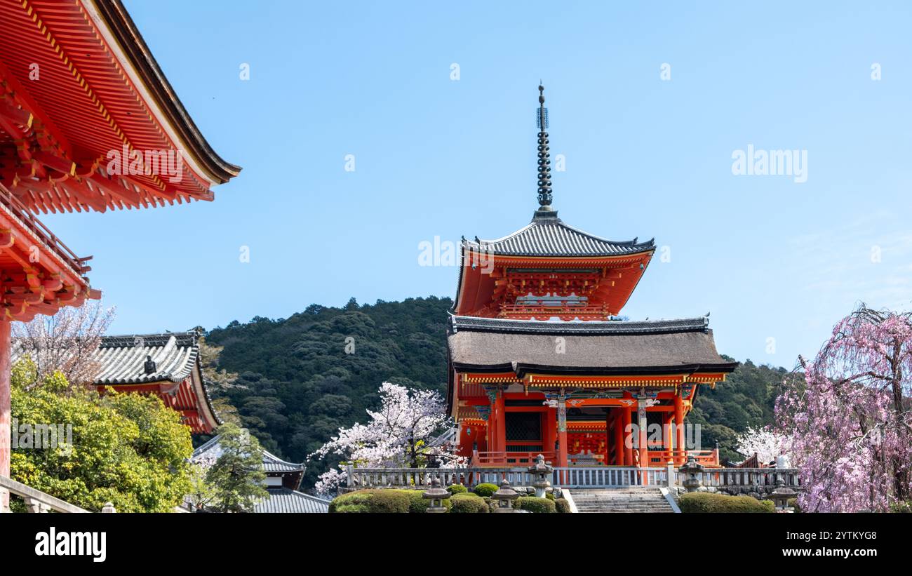 Japanese traditional temple and cherry blossoms, blue sky. Kiyomizu ...