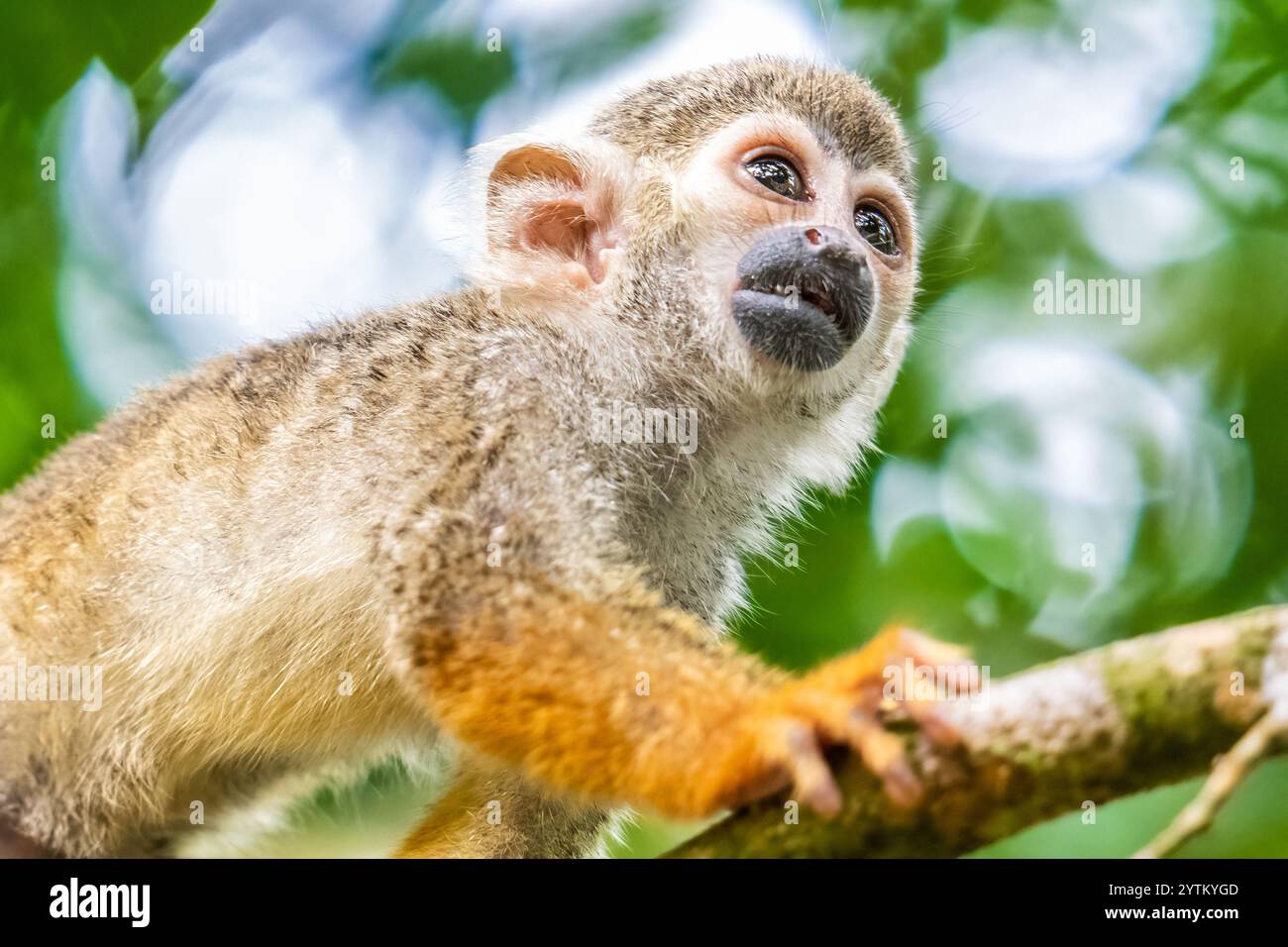 Squirrel monkey - Saimiri - New World monkey Stock Photo - Alamy