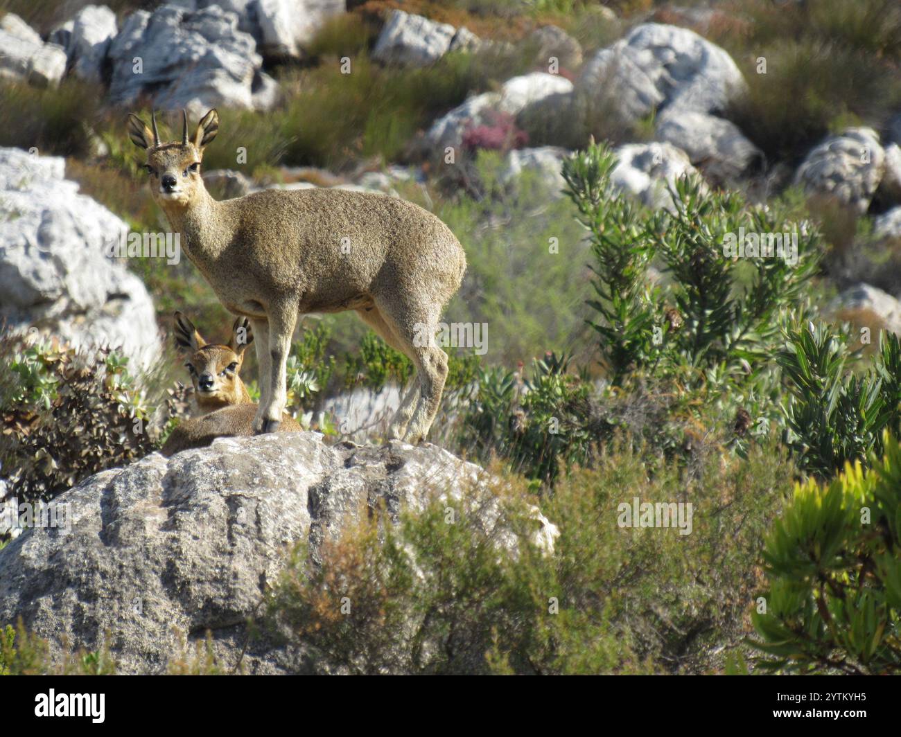 Cape Klipspringer (Oreotragus oreotragus oreotragus Stock Photo - Alamy