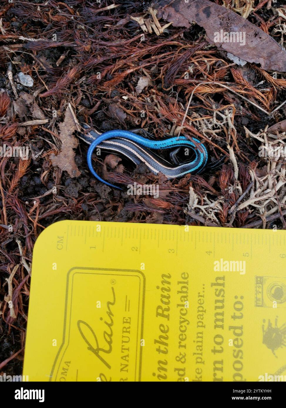 Common Five-lined Skink (Plestiodon fasciatus Stock Photo - Alamy