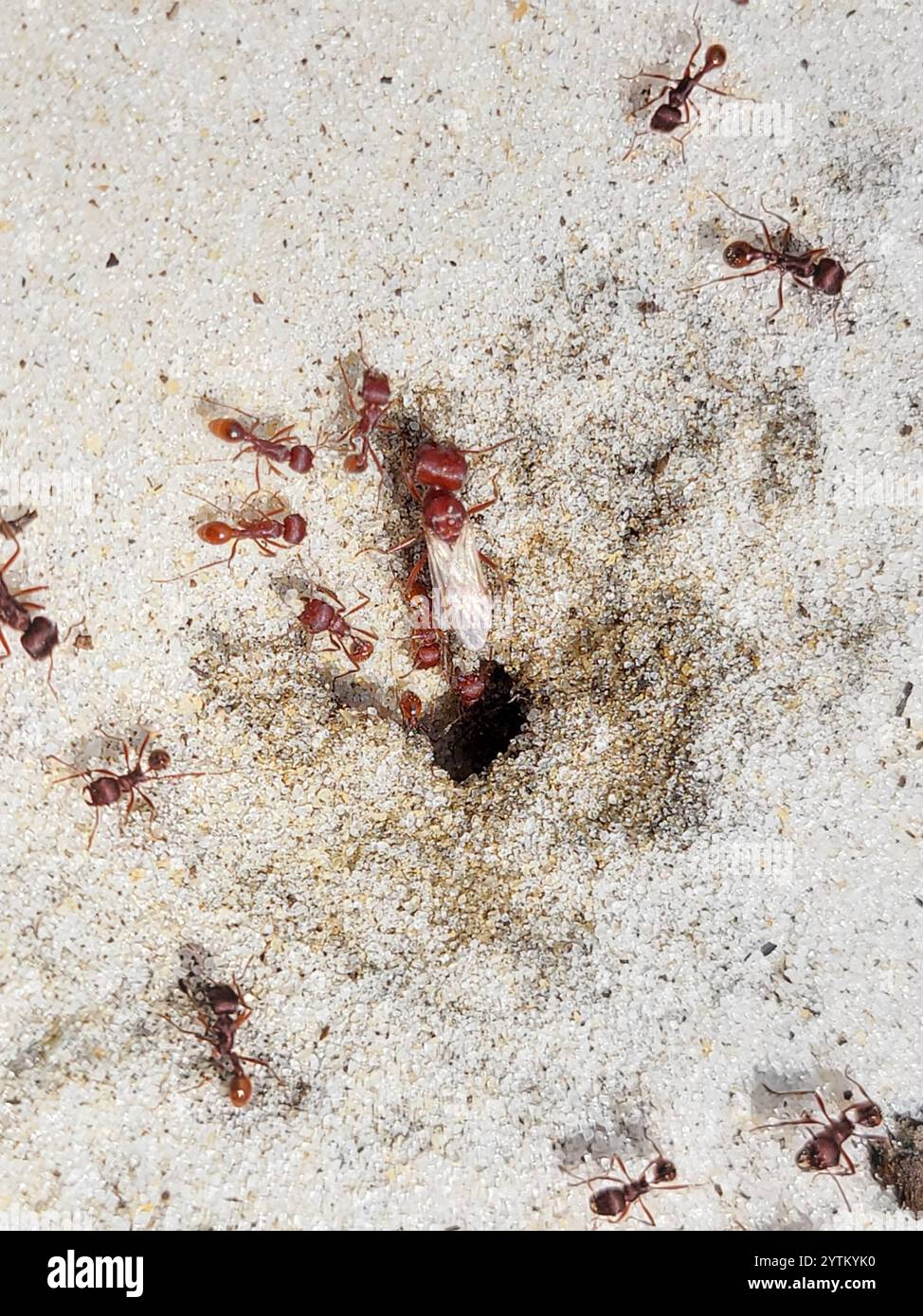 Pogonomyrmex harvester ant hi-res stock photography and images - Alamy