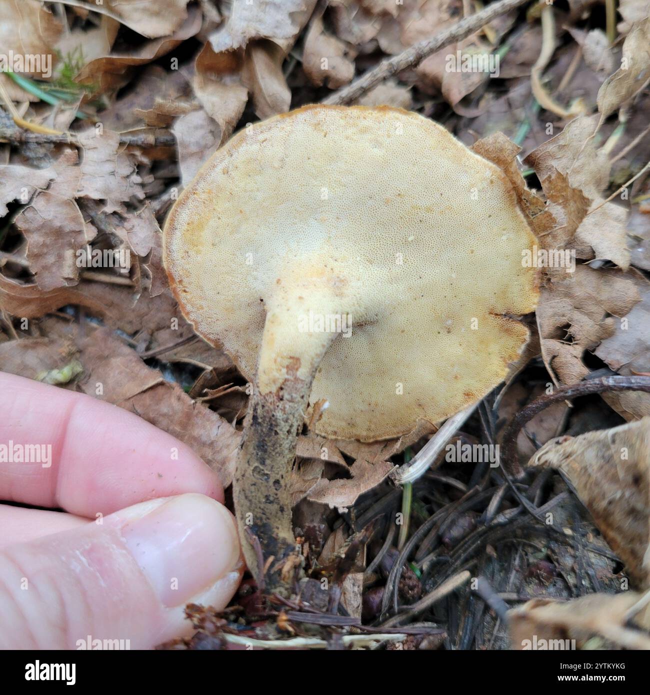 Bay Polypore (Picipes badius Stock Photo - Alamy