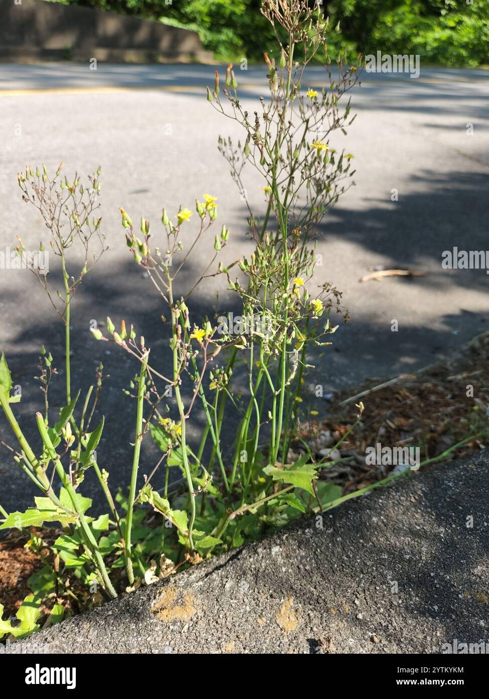 Oriental false hawksbeard (Youngia japonica Stock Photo - Alamy