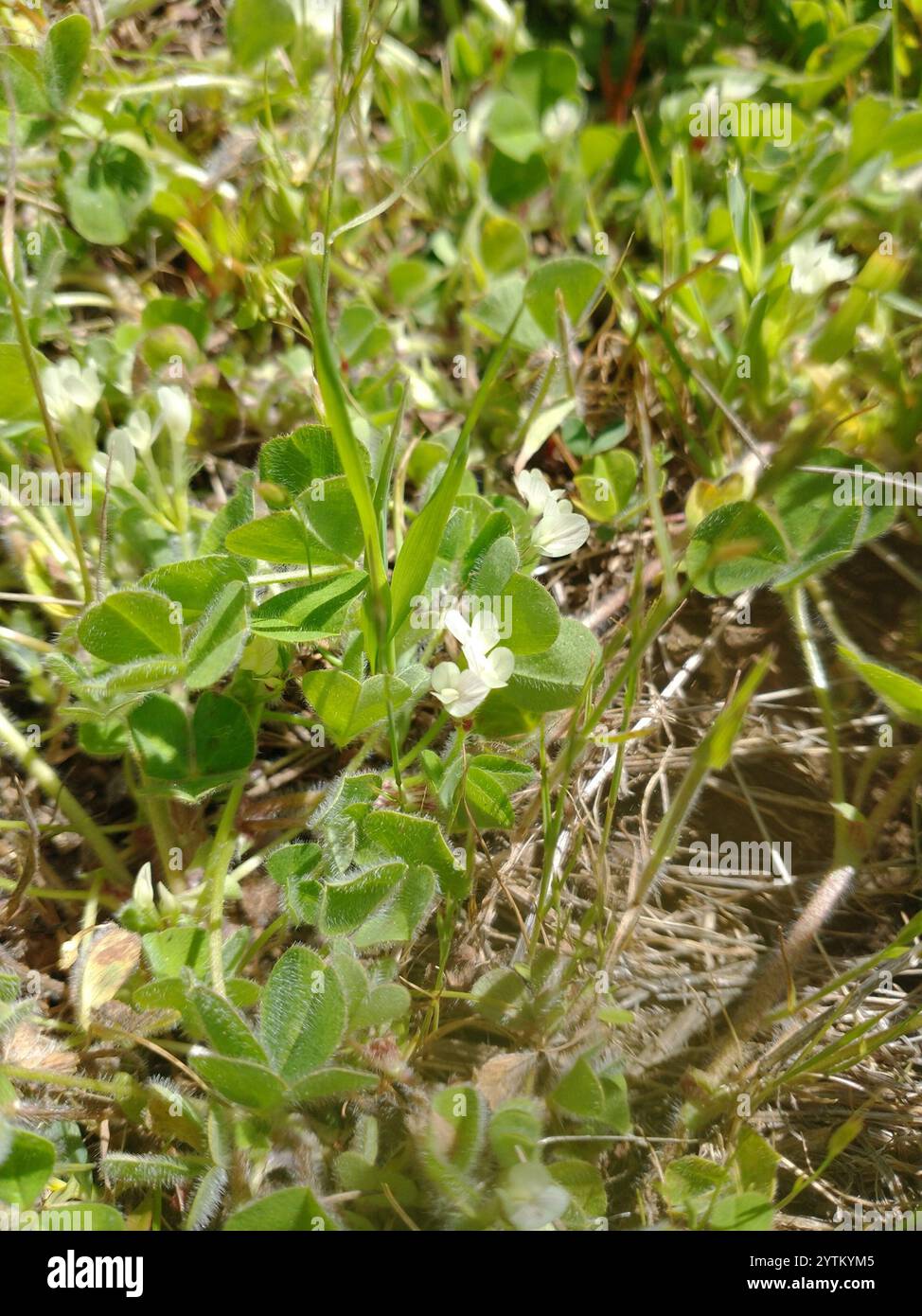 Subterranean Clover (Trifolium subterraneum Stock Photo - Alamy