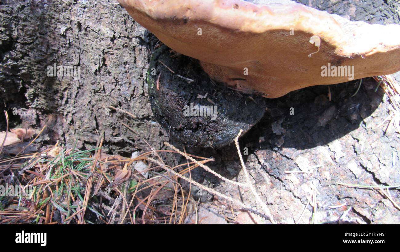 Red-banded Polypore (Fomitopsis pinicola Stock Photo - Alamy