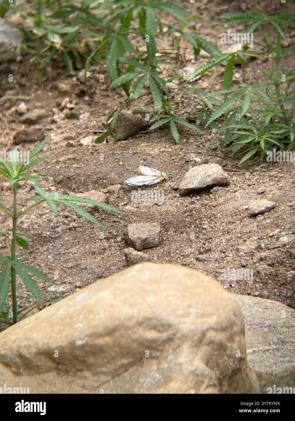 Common Mapwing (Cyrestis thyodamas Stock Photo - Alamy
