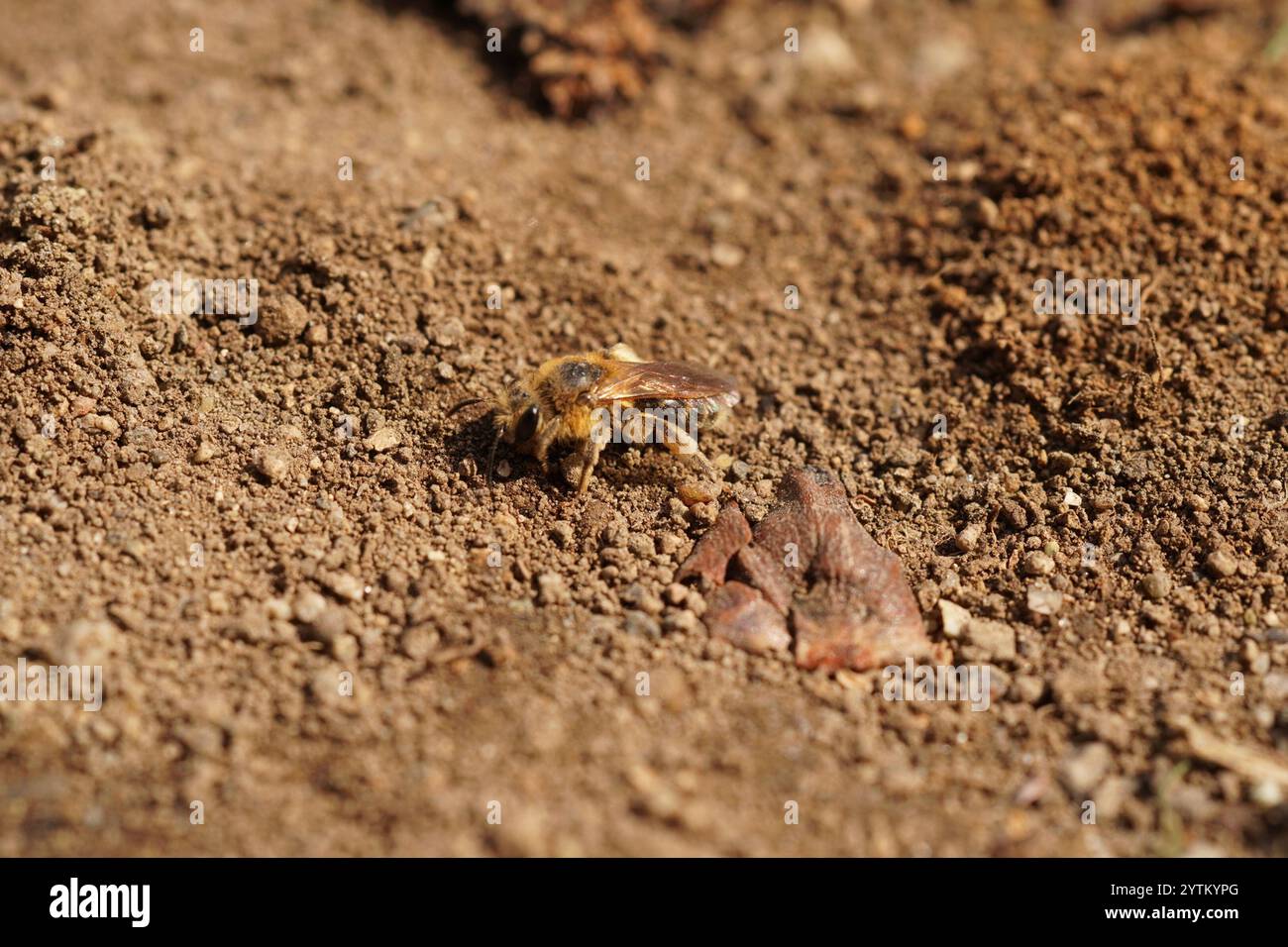 Mining Bees (Andrena Stock Photo - Alamy