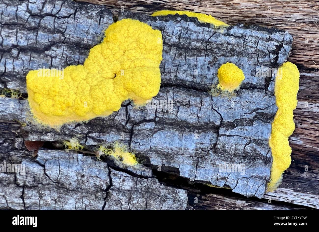 Dog Vomit Slime Mold (Fuligo septica Stock Photo - Alamy