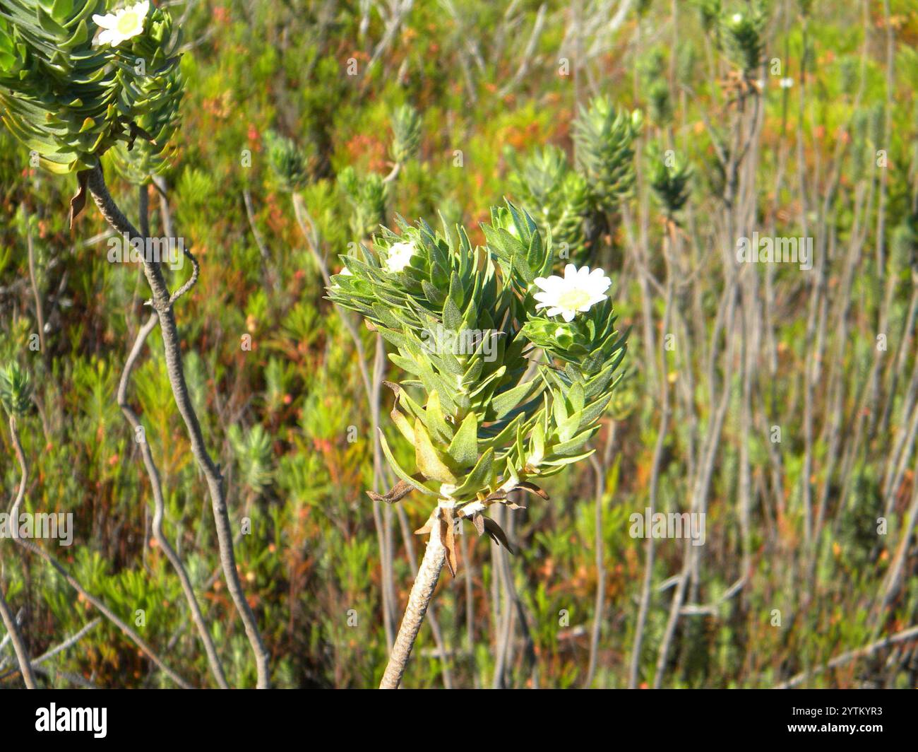 Swamp Daisy (Osmitopsis asteriscoides Stock Photo - Alamy