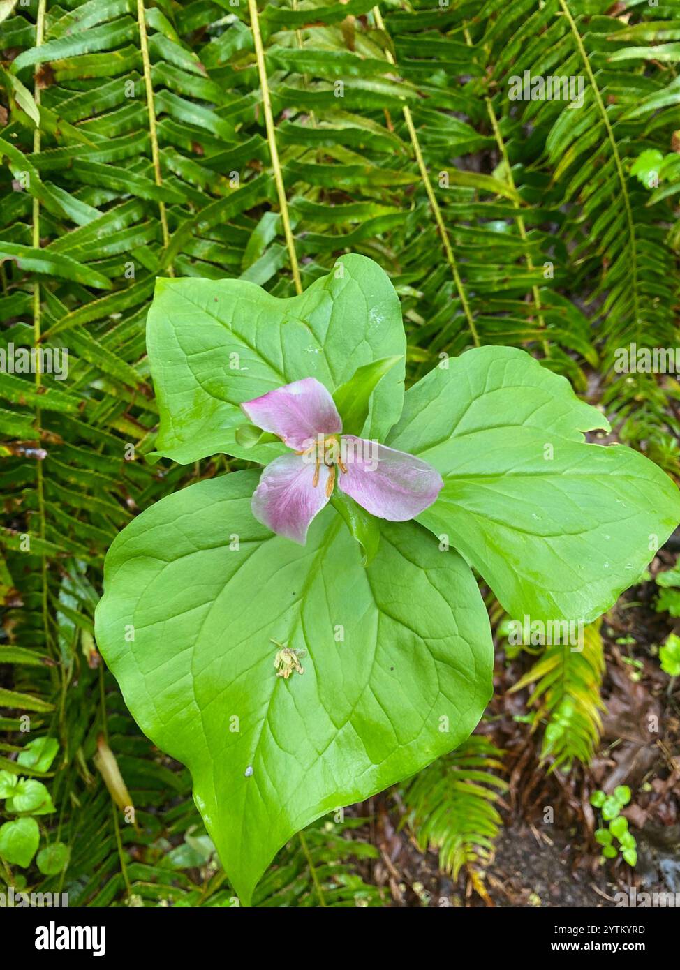 Pacific trillium (Trillium ovatum Stock Photo - Alamy