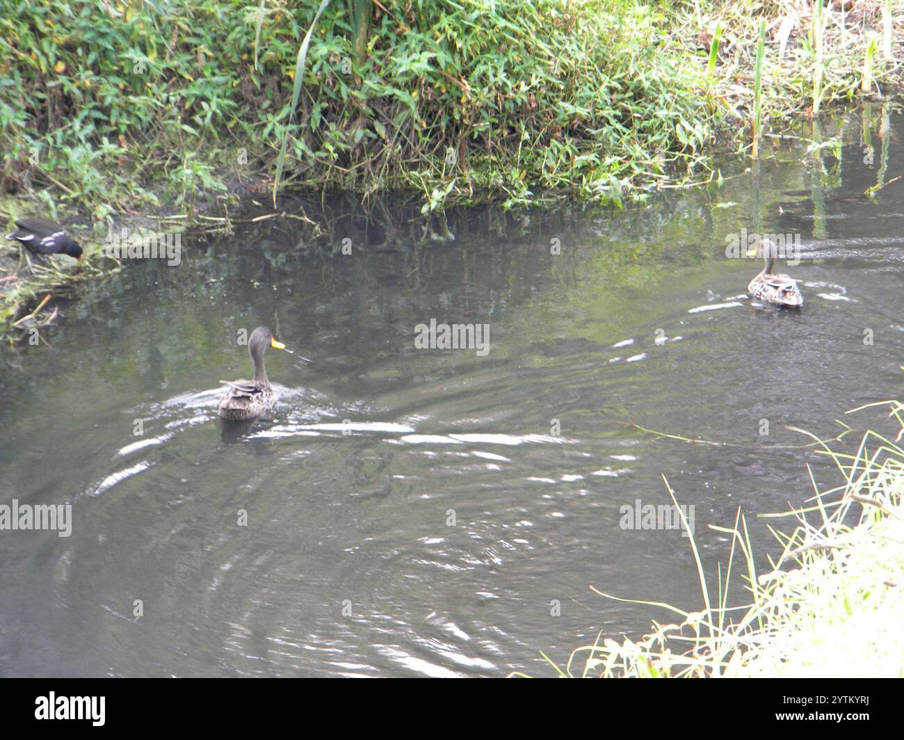 Southern Yellow-billed Duck (Anas undulata undulata Stock Photo - Alamy