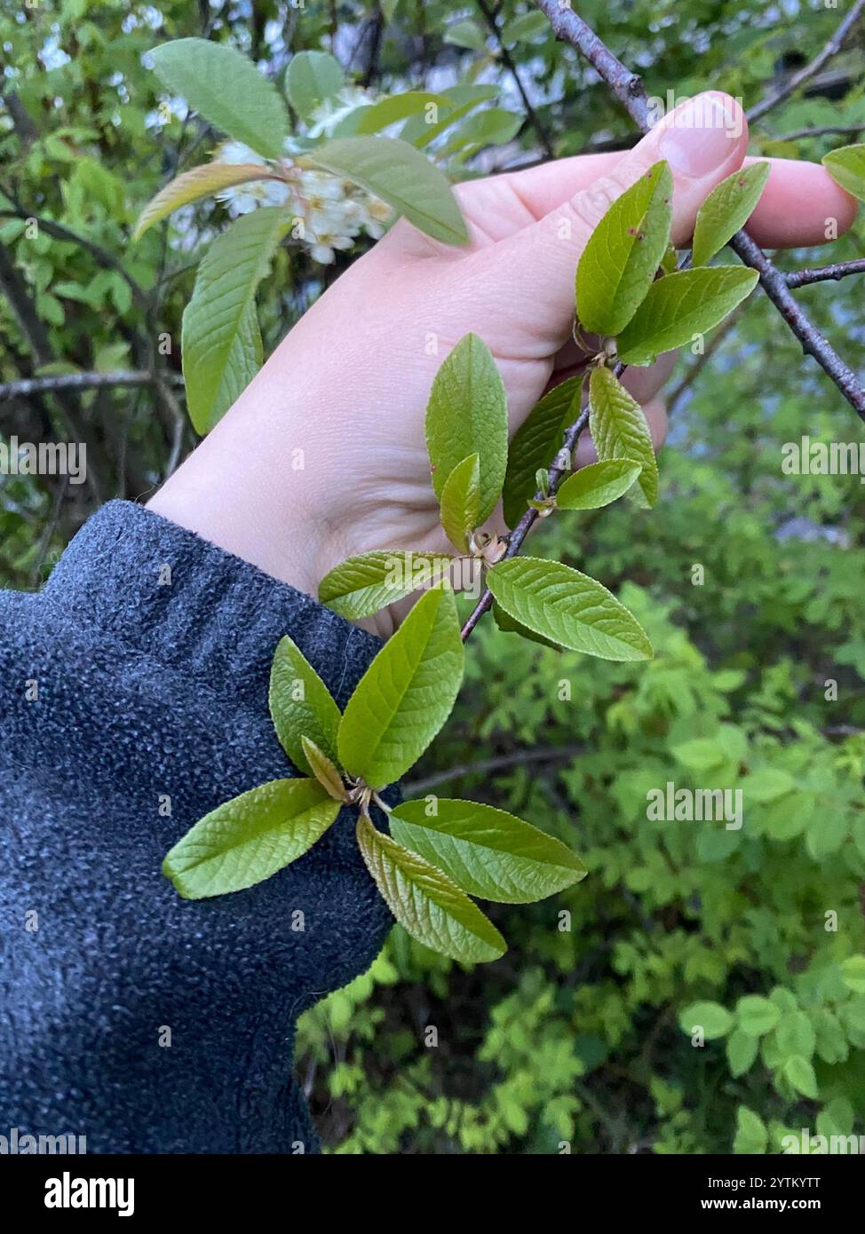 Prunus emarginata hi-res stock photography and images - Alamy