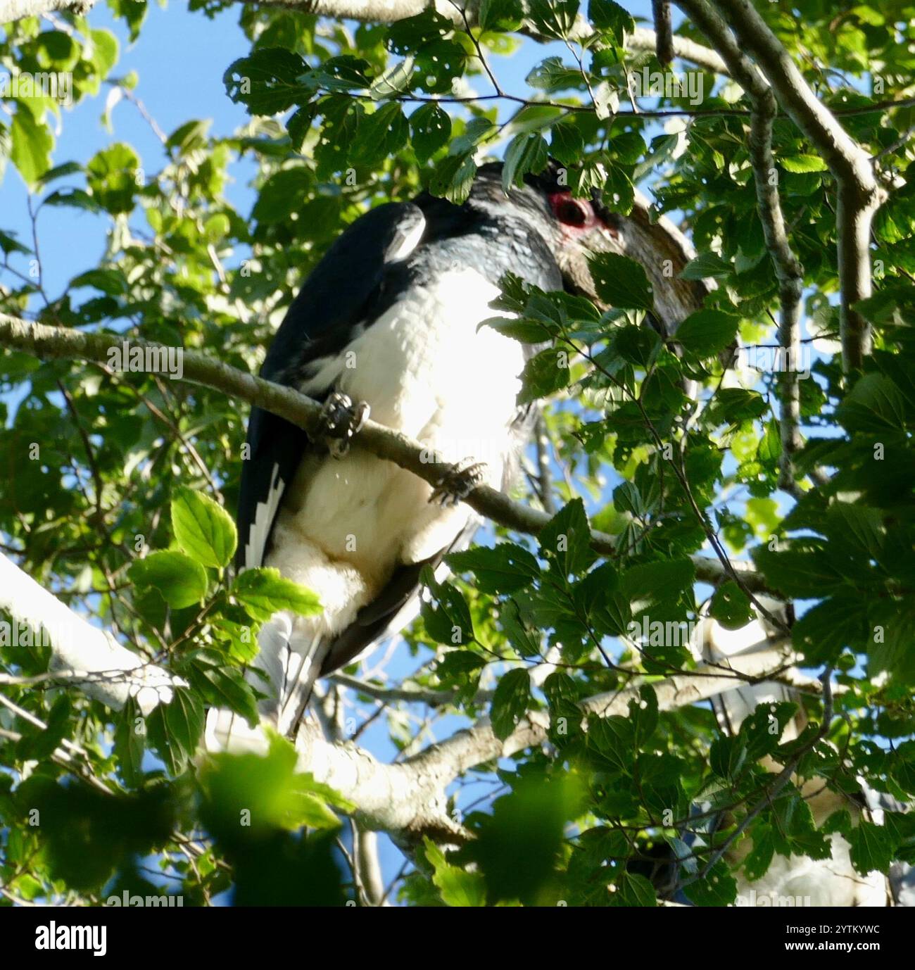 Trumpeter Hornbill (Bycanistes bucinator Stock Photo - Alamy
