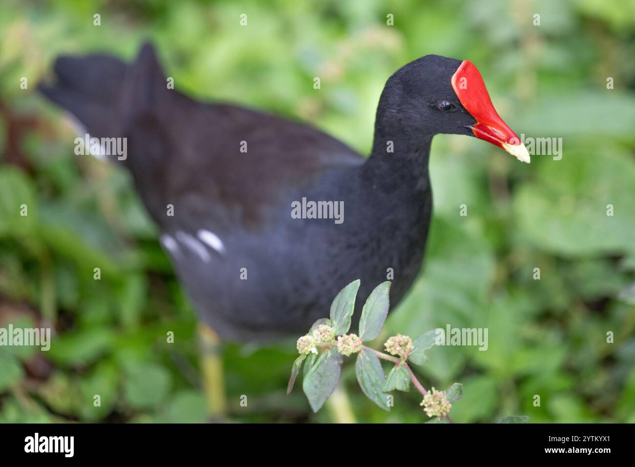Common Moorhen Gallinula chloropus w/ red shield close up - aka the ...