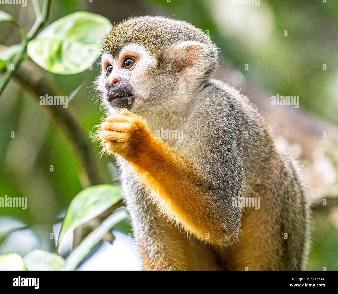 Squirrel monkey on Dominican Republic carribbean island - monkeys ...