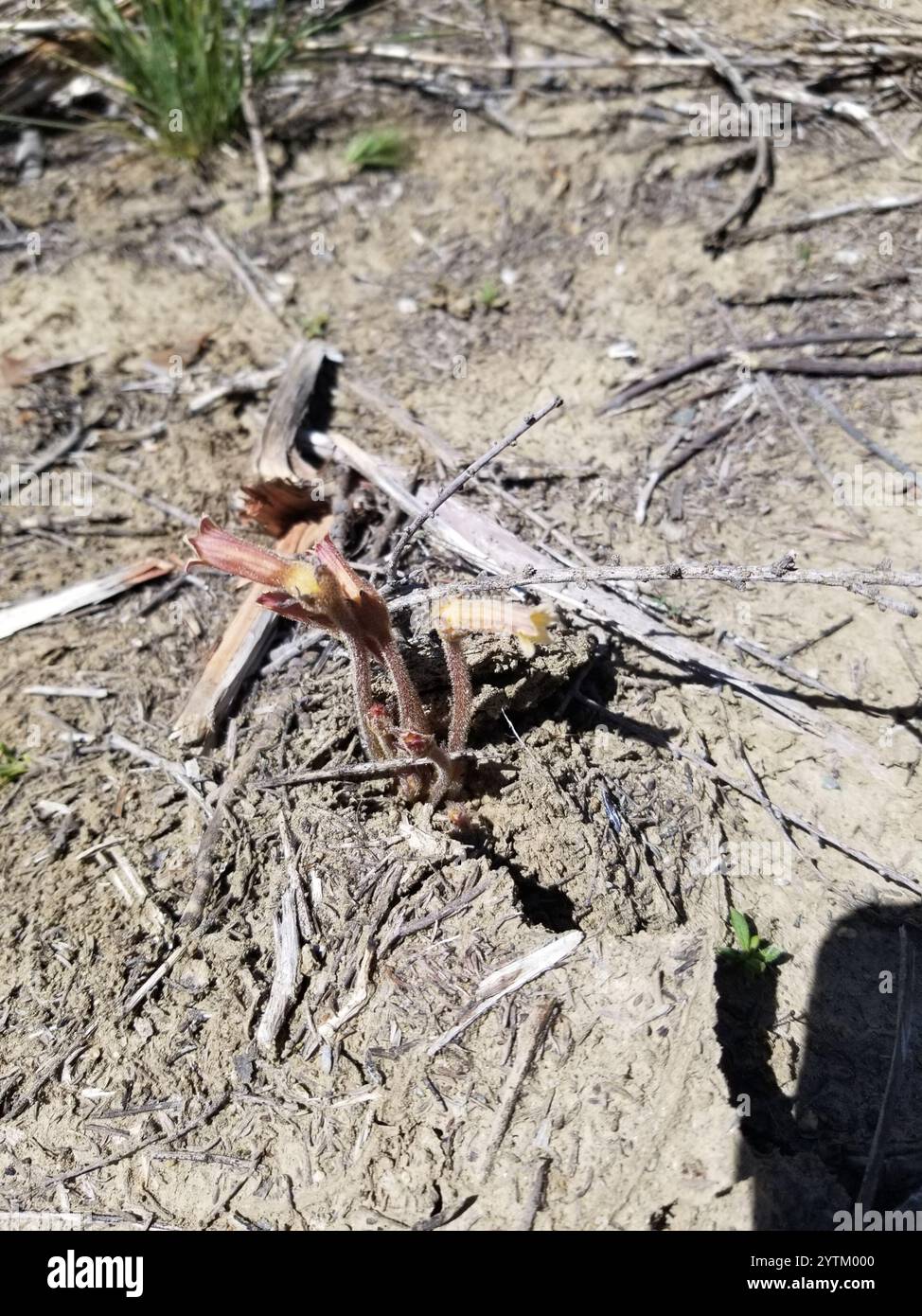yellow clustered broomrape (Aphyllon franciscanum Stock Photo - Alamy