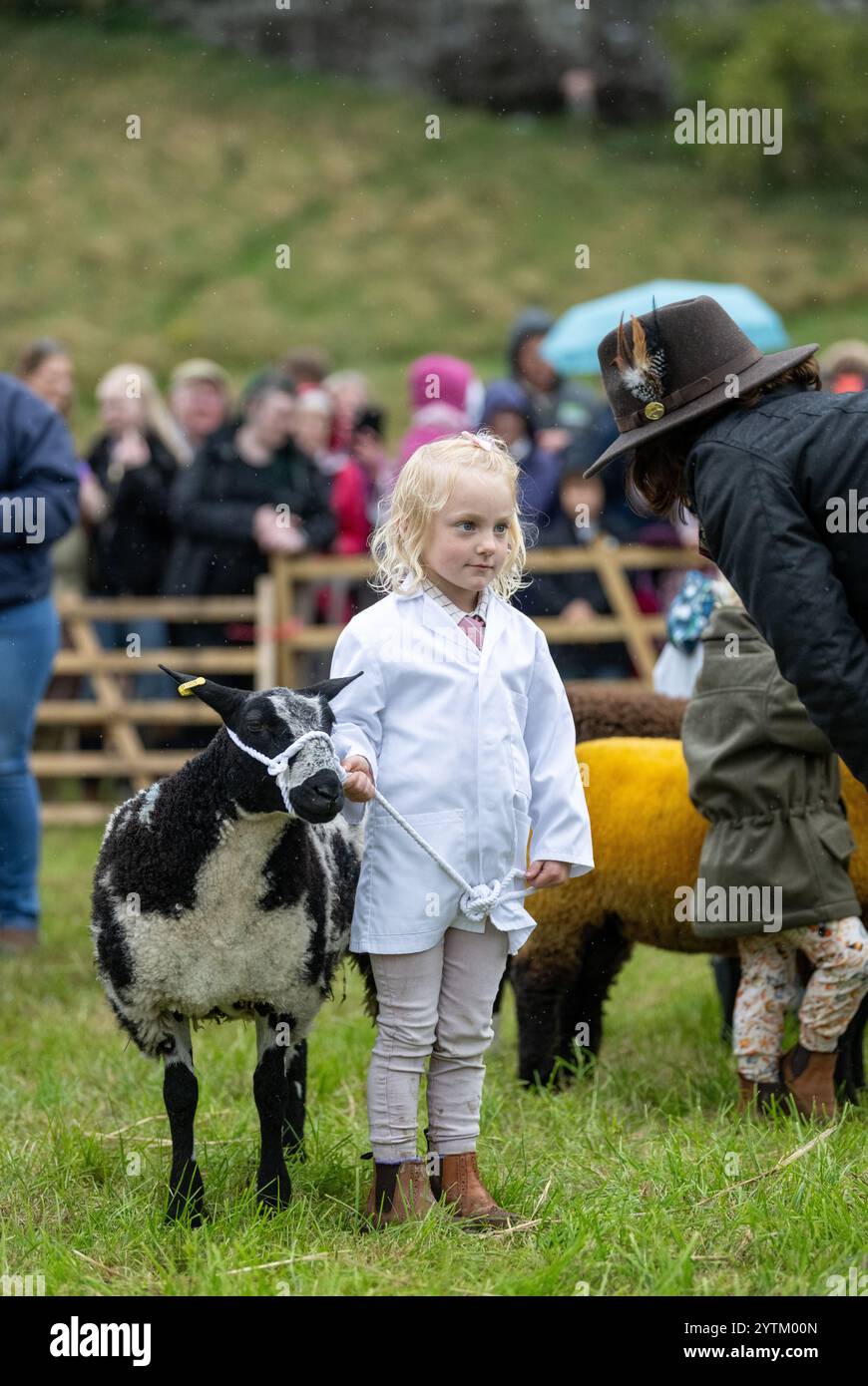 Sheep being shown at the 2024 Kilnsey Show under the shadow of Kilnsey ...