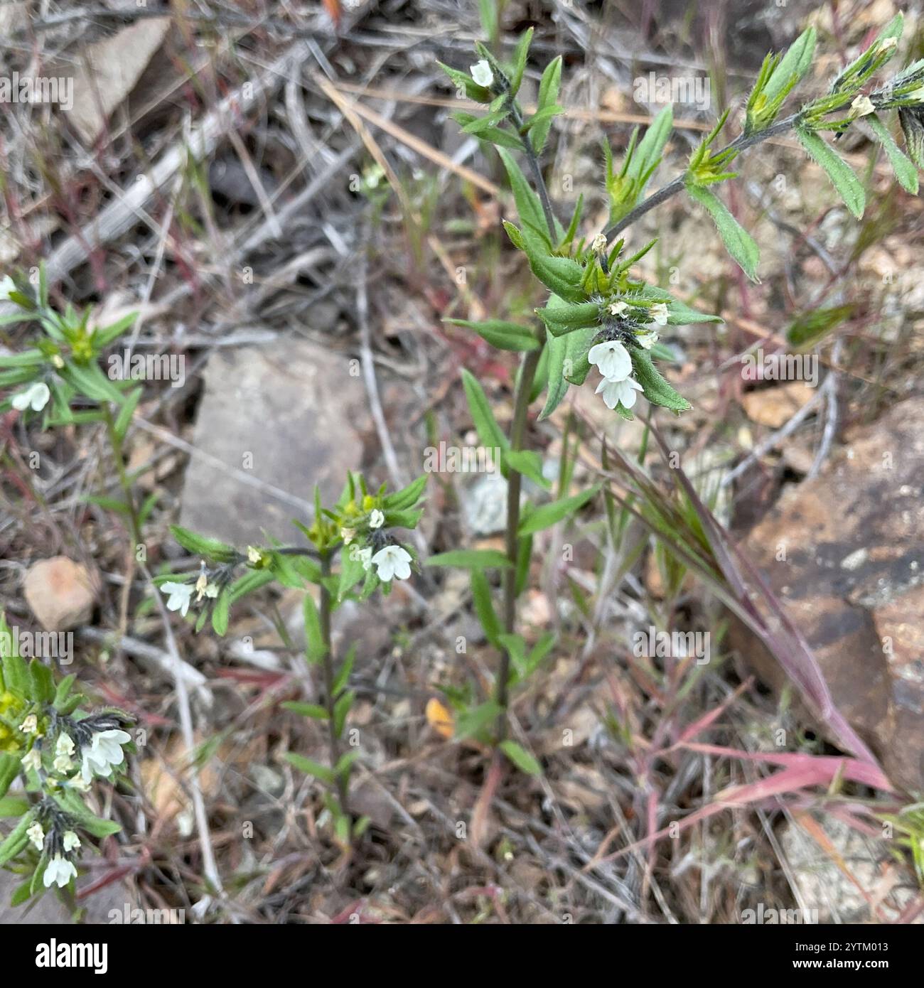 corn gromwell (Buglossoides arvensis Stock Photo - Alamy
