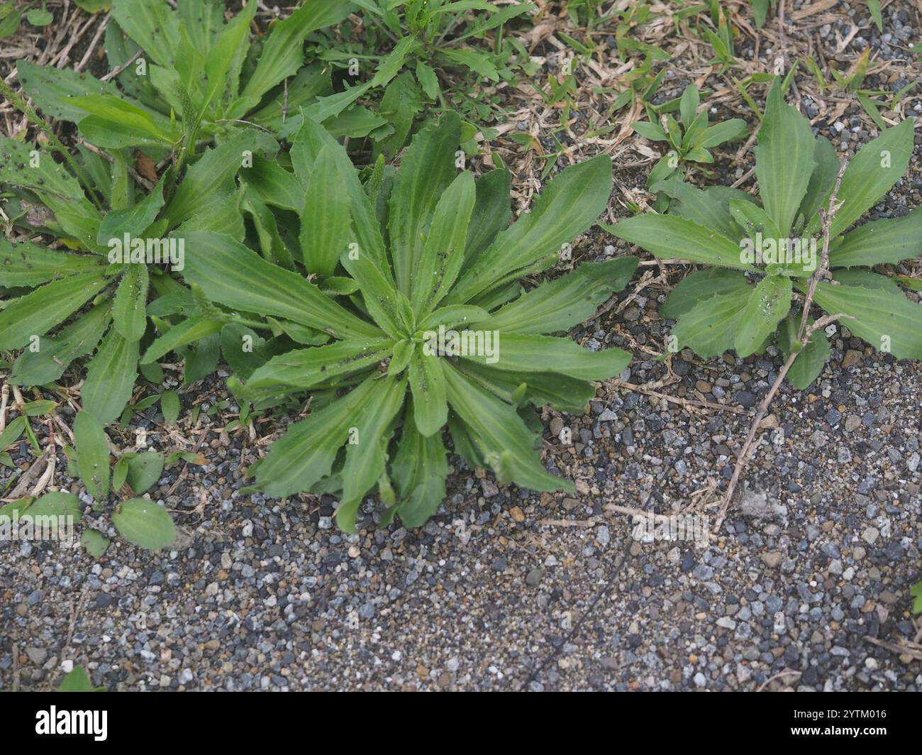 dwarf plantain (Plantago virginica Stock Photo - Alamy