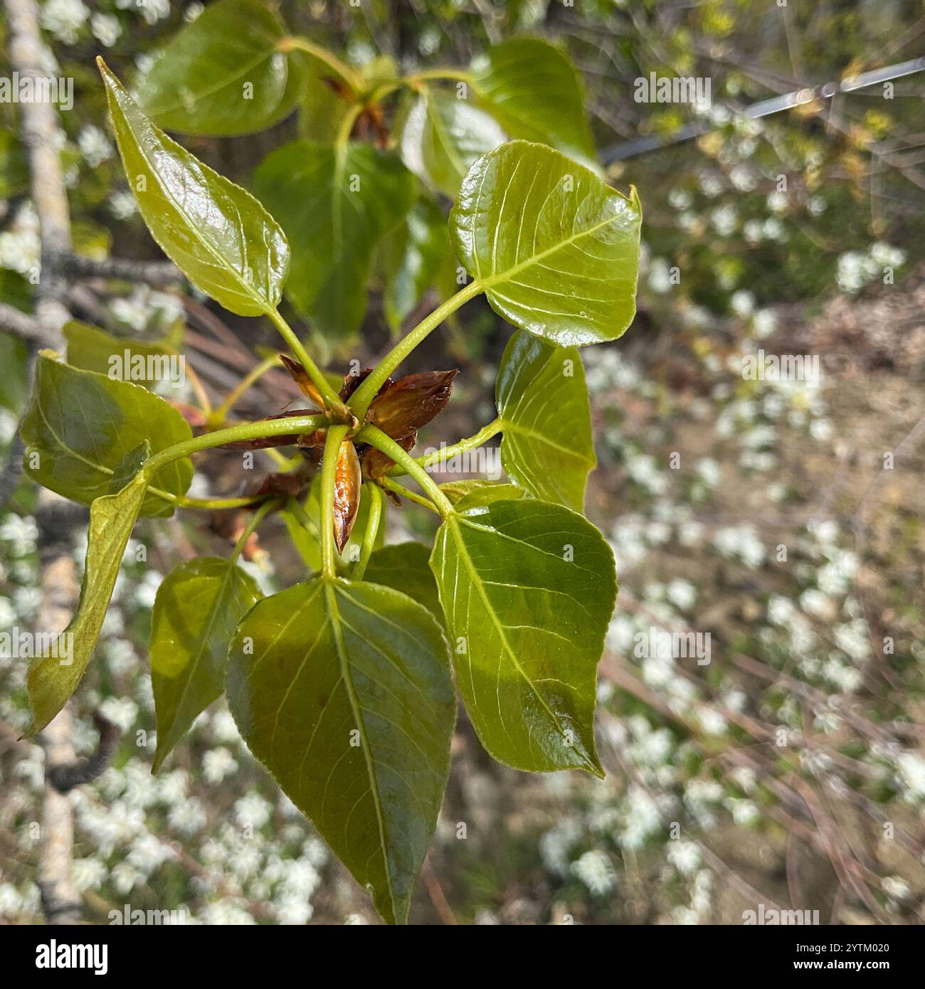 black cottonwood (Populus trichocarpa Stock Photo - Alamy