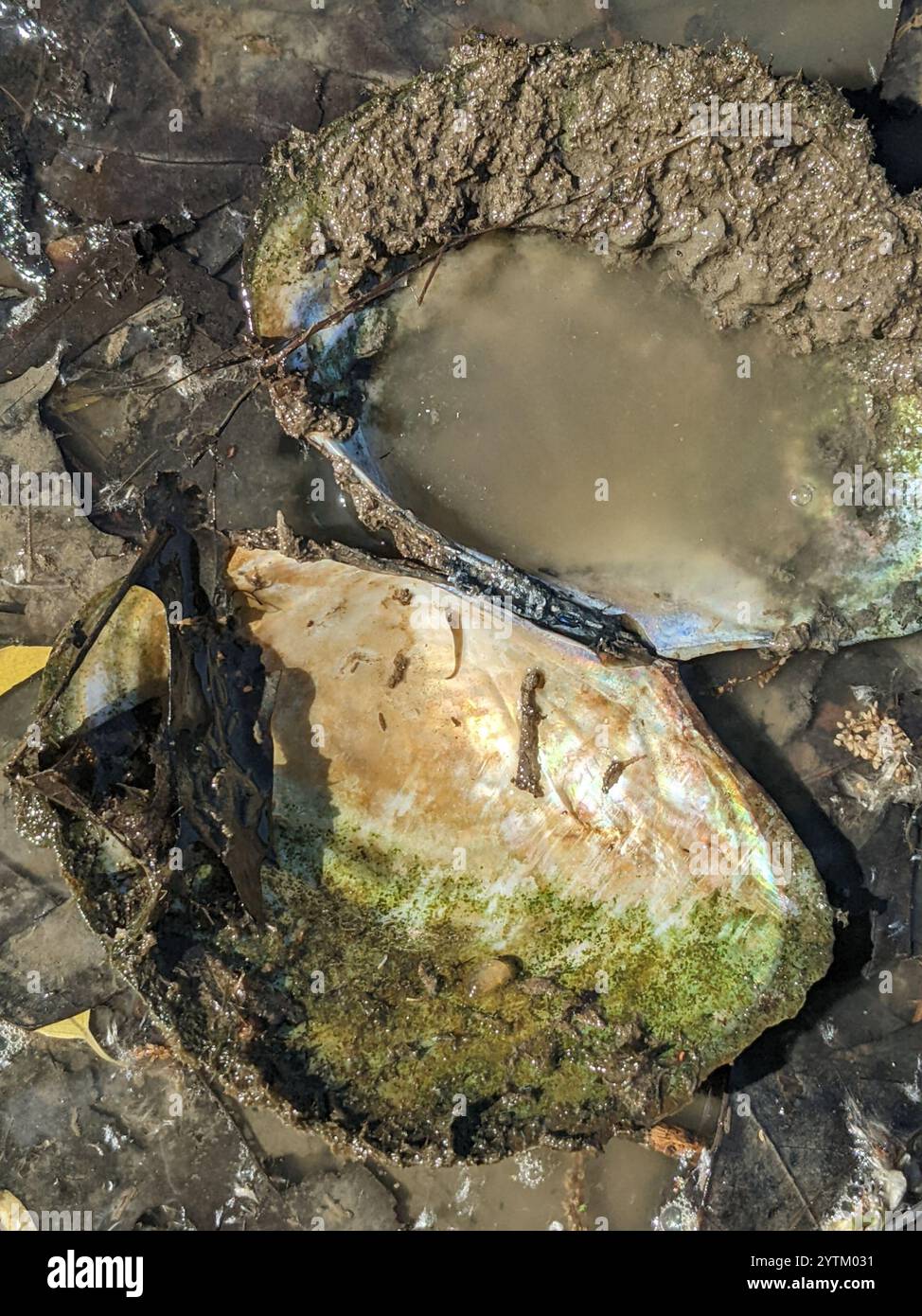 Chinese Pond Mussel (Sinanodonta woodiana Stock Photo - Alamy