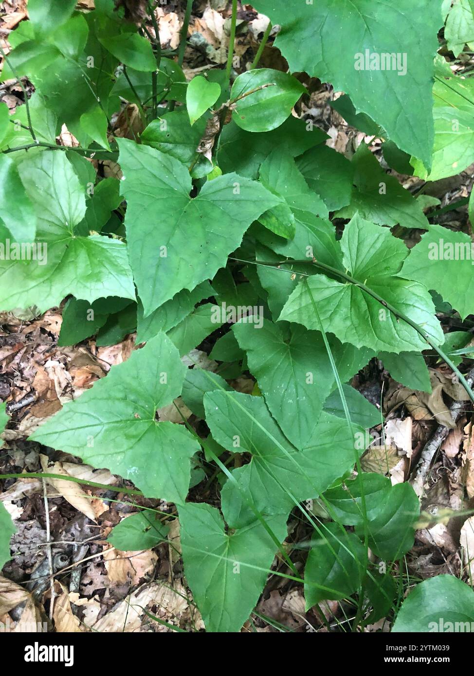 Nabalus altissimus hi-res stock photography and images - Alamy