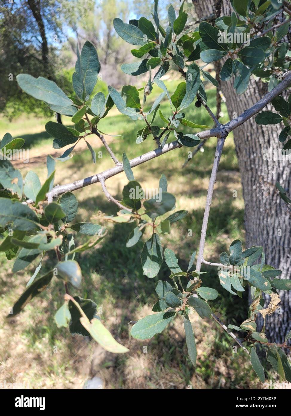 blue oak (Quercus douglasii Stock Photo - Alamy