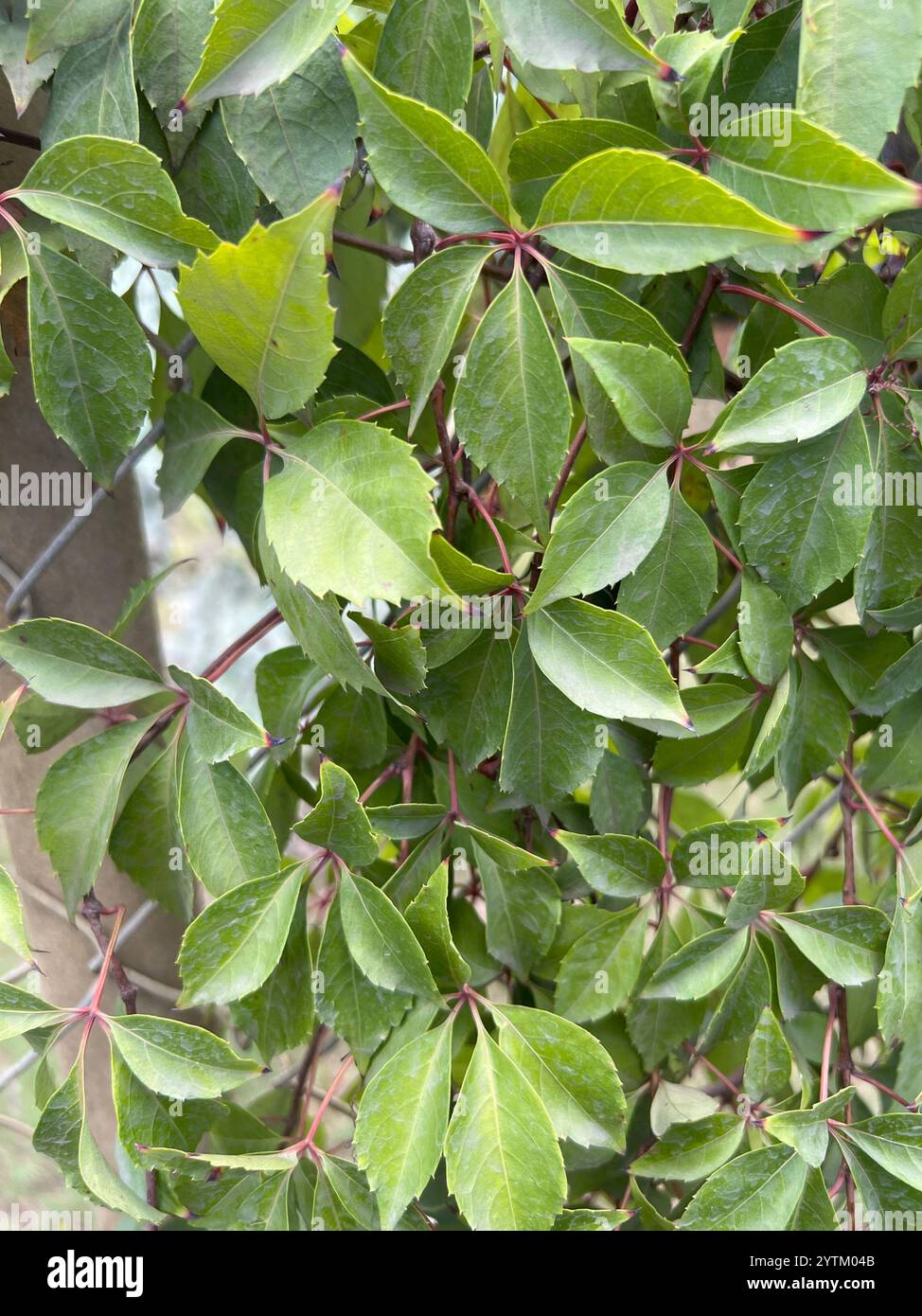 Virginia creeper (Parthenocissus quinquefolia Stock Photo - Alamy