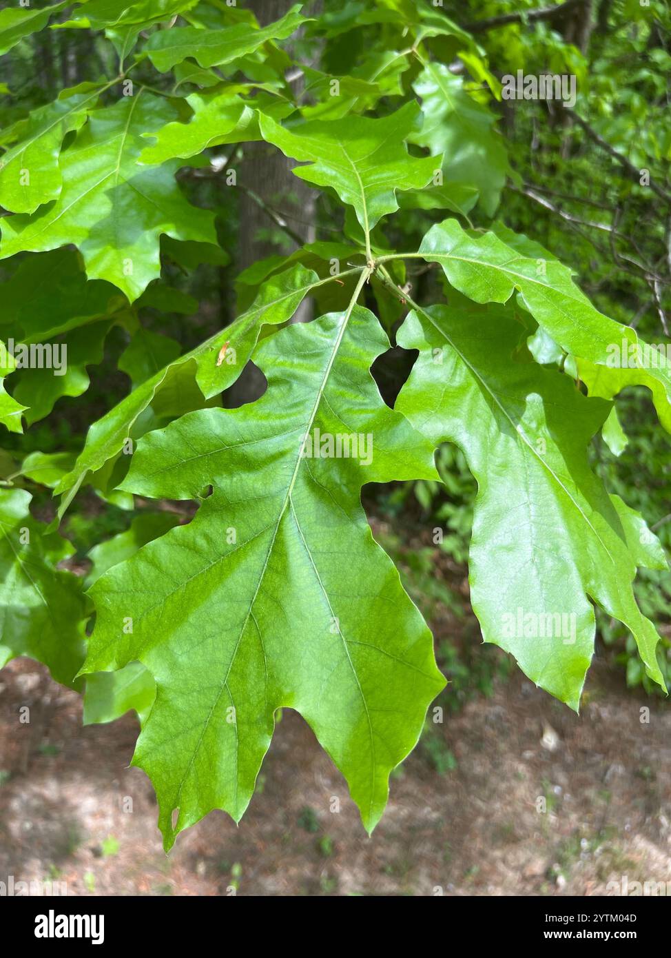 black oak (Quercus velutina Stock Photo - Alamy