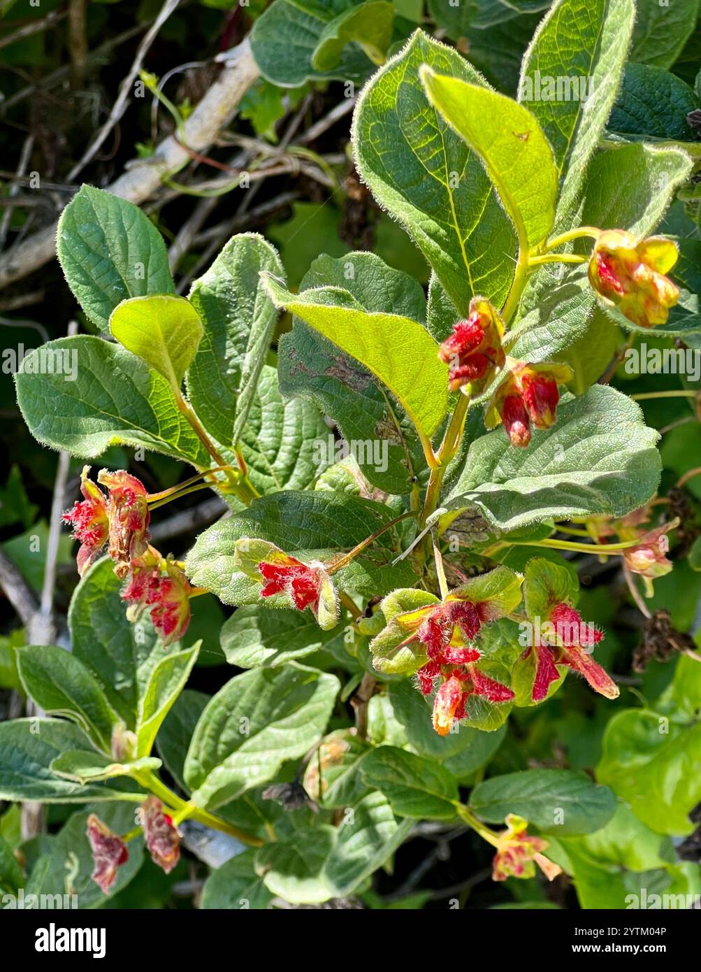 twinberry honeysuckle (Lonicera involucrata Stock Photo - Alamy
