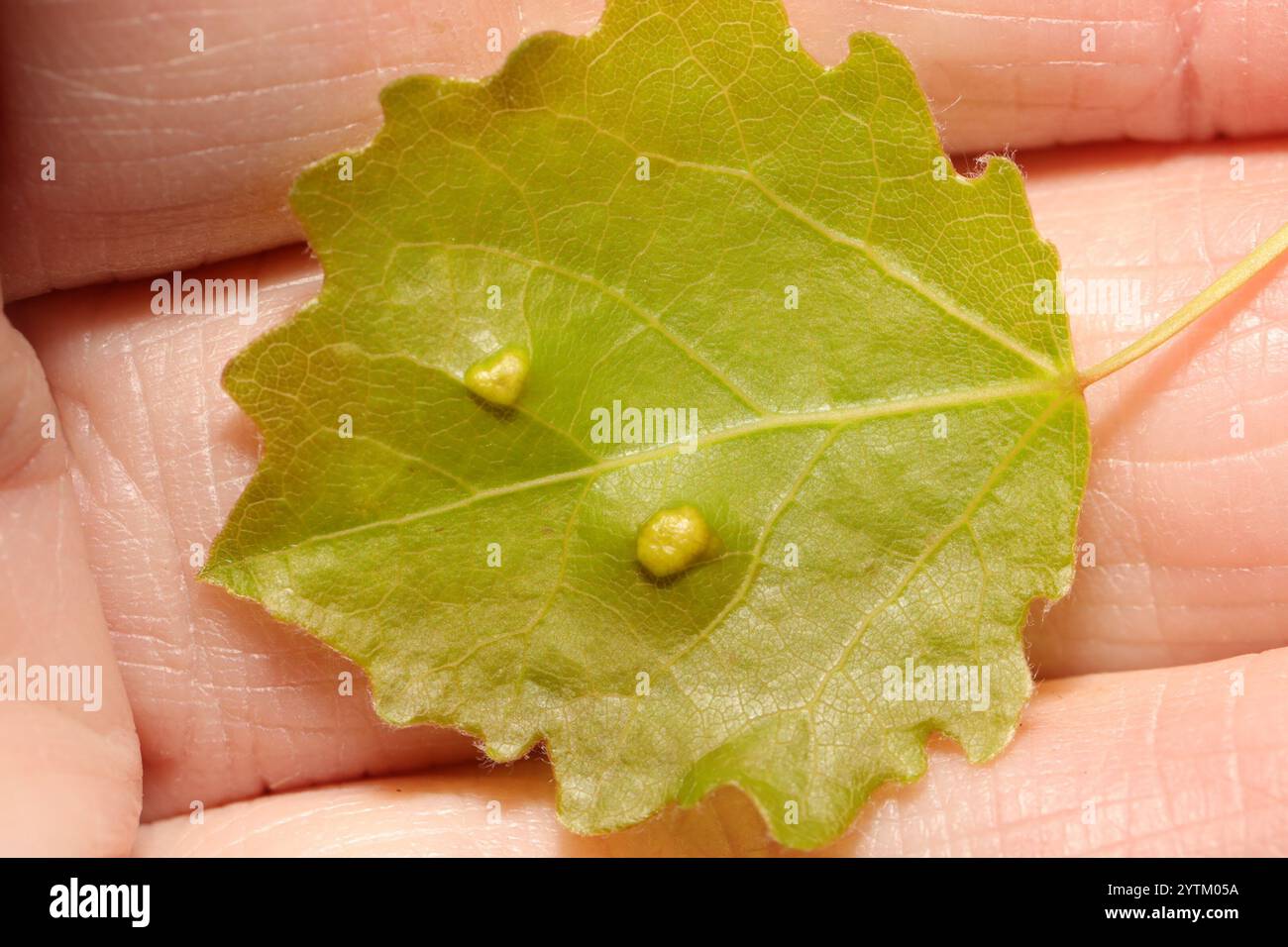Poplar gall mite (Phyllocoptes populi Stock Photo - Alamy