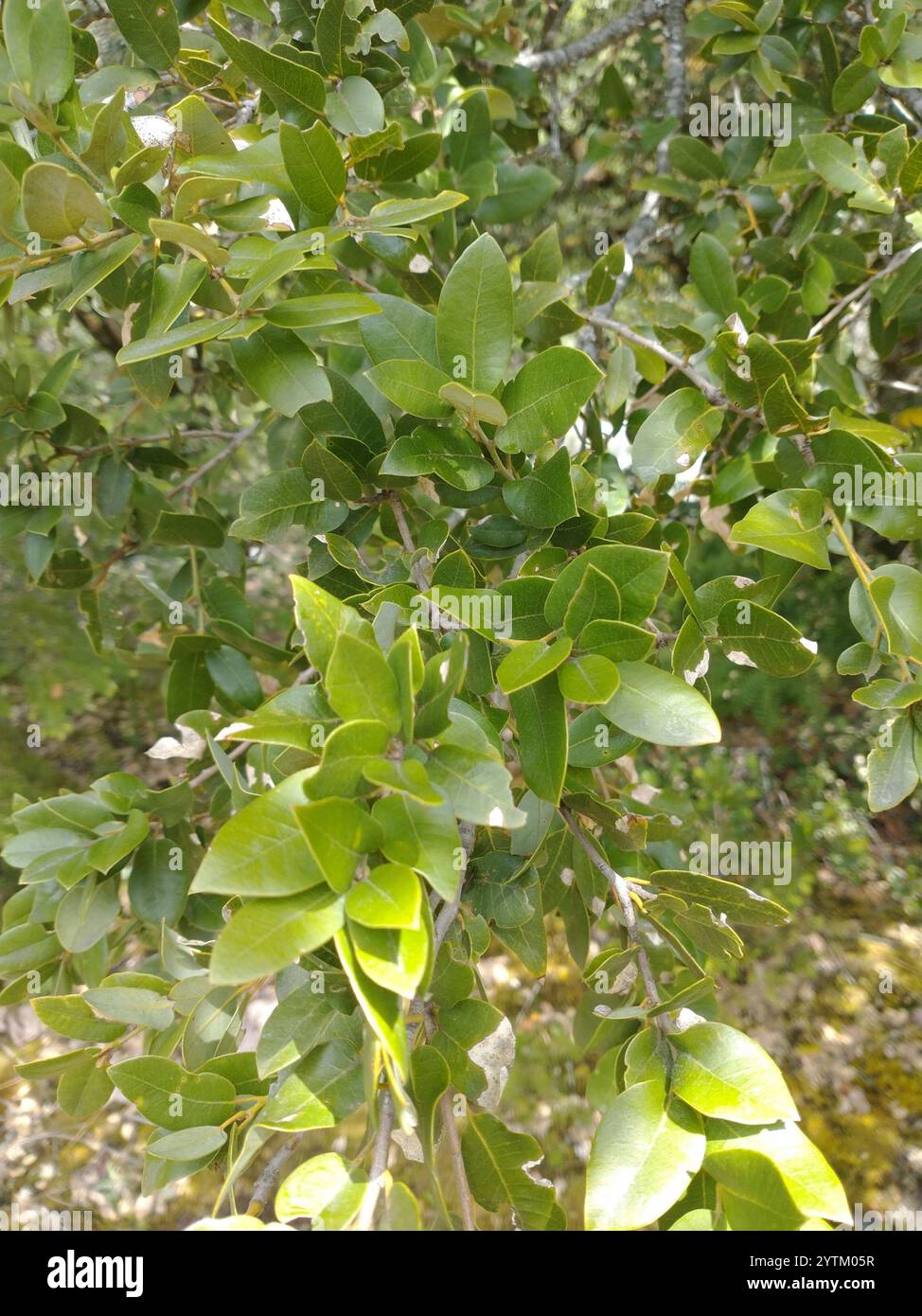 canyon live oak (Quercus chrysolepis Stock Photo - Alamy