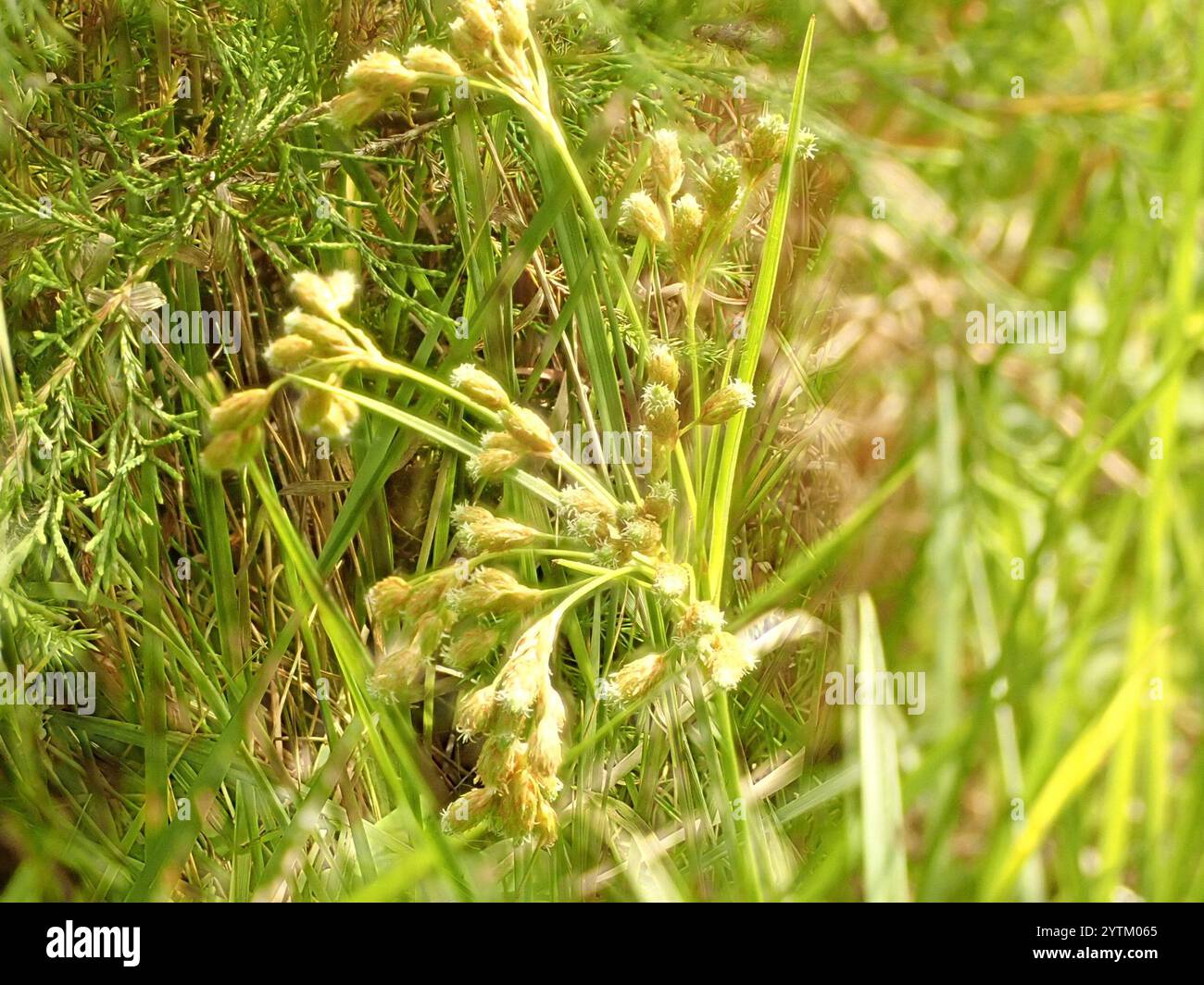 nodding bulrush (Scirpus pendulus Stock Photo - Alamy