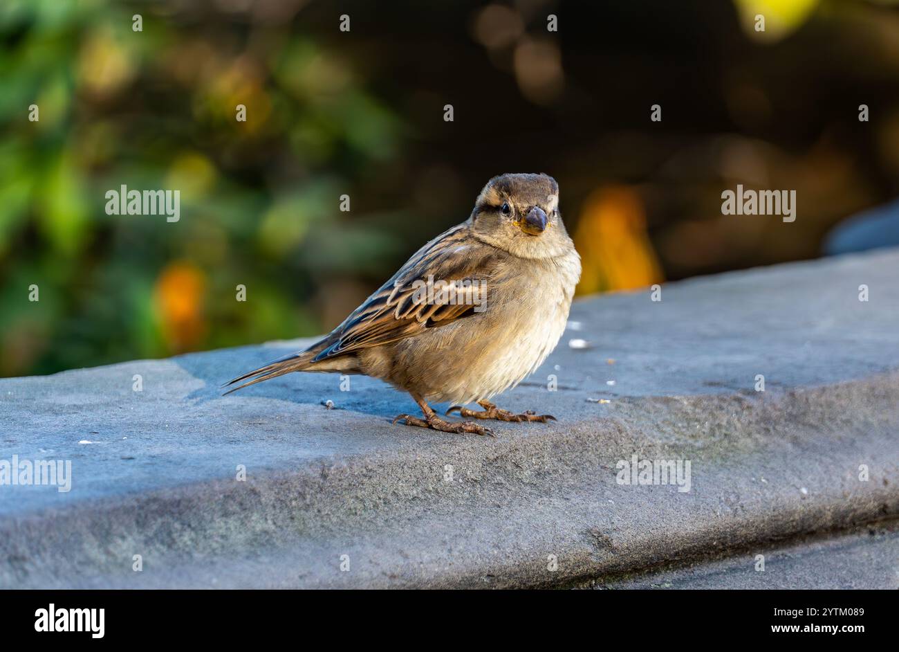 Sparrow making eye contact Stock Photo - Alamy