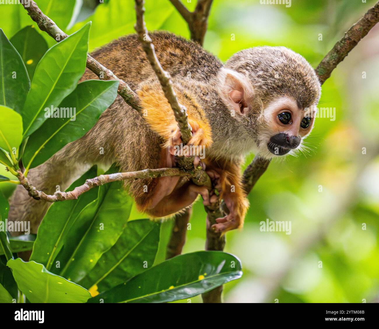 New world monkey dominican republic hi-res stock photography and images ...