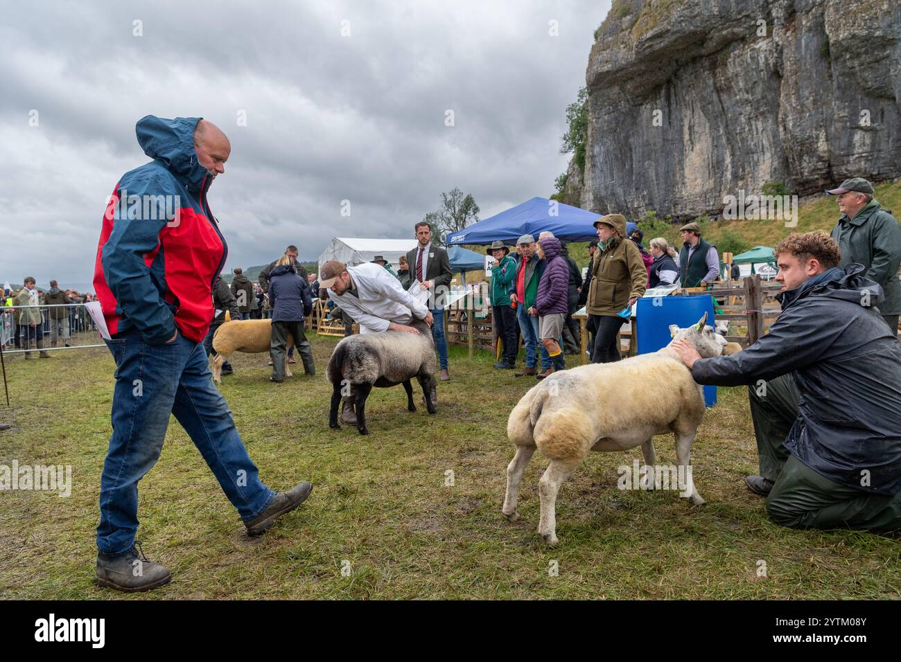 Sheep being shown at the 2024 Kilnsey Show under the shadow of Kilnsey ...