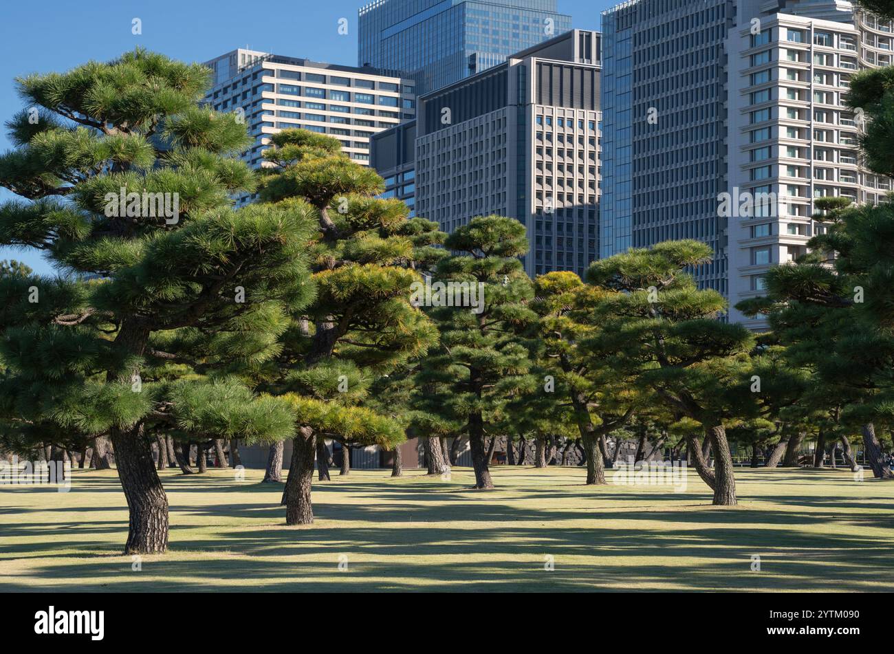 Pine trees in outer garden Imperial Palace with high building ...