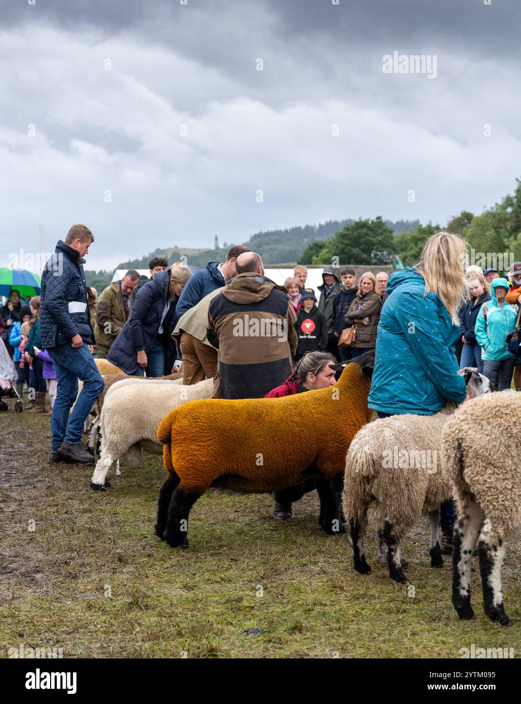 Sheep being shown at the 2024 Kilnsey Show under the shadow of Kilnsey ...