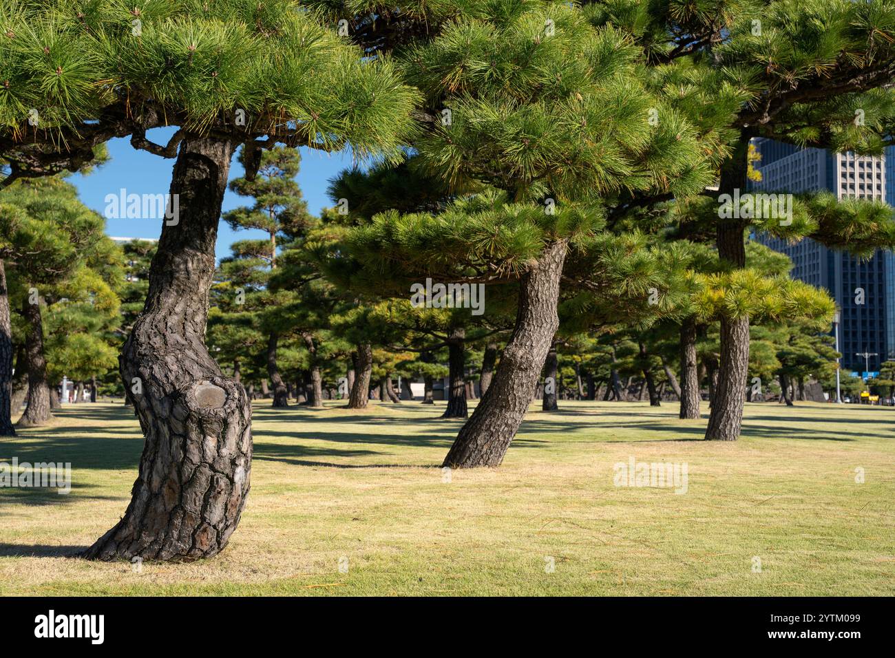 Pine trees in outer garden Imperial Palace with high building ...