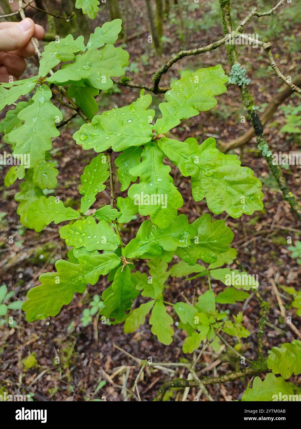 English oak (Quercus robur Stock Photo - Alamy