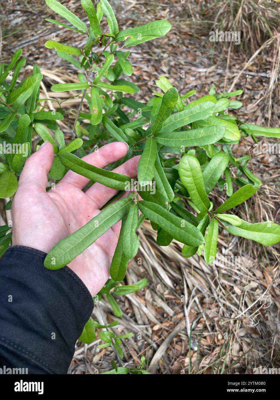 dwarf live oak (Quercus minima Stock Photo - Alamy