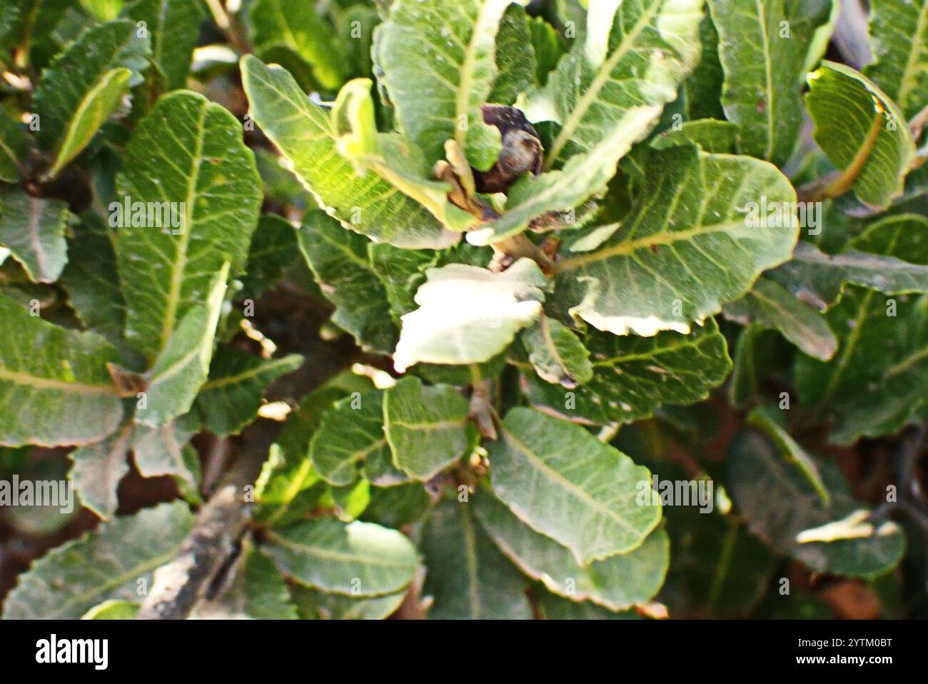 Pappea capensis hi-res stock photography and images - Alamy