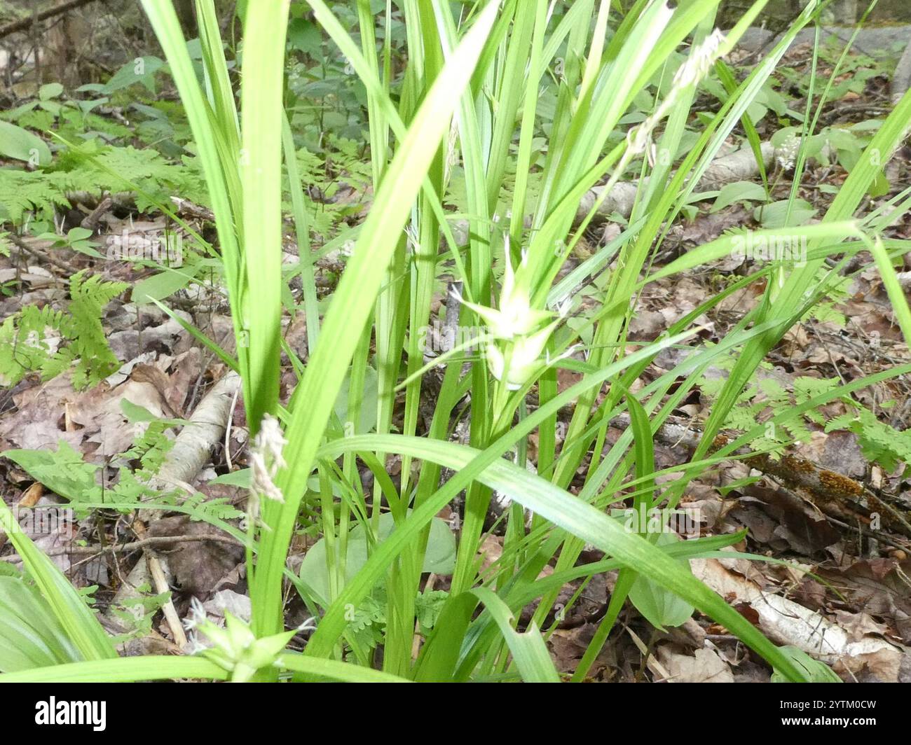 bladder sedge (Carex intumescens Stock Photo - Alamy