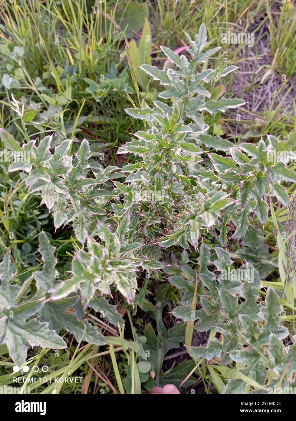 Broad winged thistle hi-res stock photography and images - Alamy