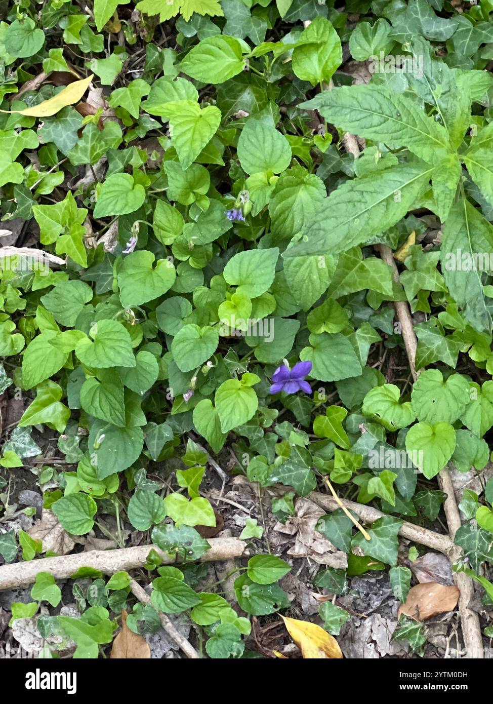 violet family (Violaceae Stock Photo - Alamy