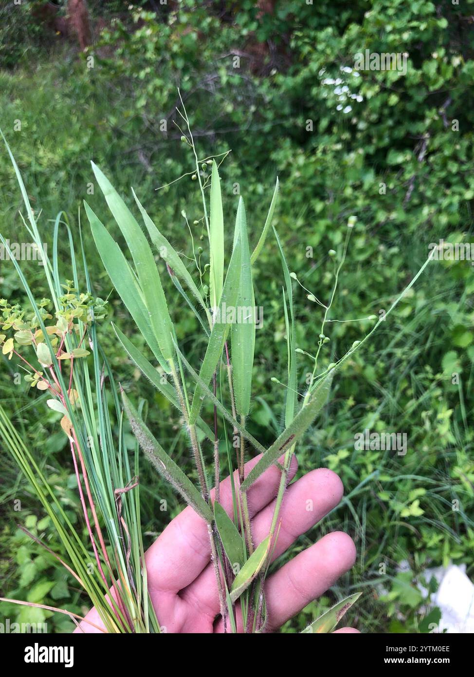 Panicgrass hi-res stock photography and images - Alamy